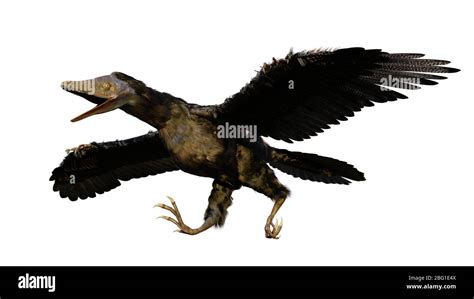 First Fossil Of Archaeopteryx Cut Out Stock Images And Pictures Alamy