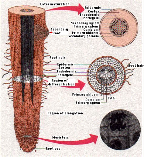 Cortex Of Root Tip