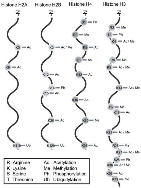 Histone Modifications Post Translational Modifications Of The 4 Core