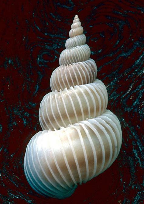 91 Best SEA SHELLS Images On Pinterest Conch Shells Sea Shells And Seashells