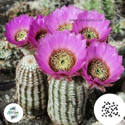 40 Seeds Echinocereus Oklahomensis Cactus Succulent Seeds Jspseeds