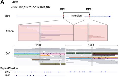 Characterising Somatic Structural Variation In Colorectal Cancer With