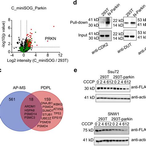 Development And Characterization Of Photoactivation Dependent Proximity Download Scientific