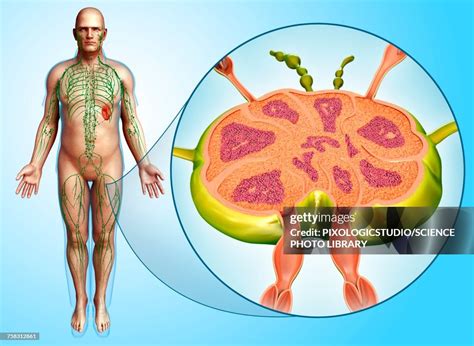 Male Lymph Node Structure Illustration High Res Vector Graphic Getty