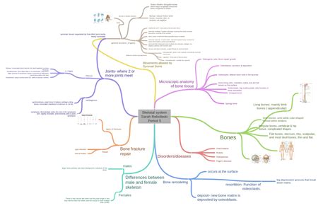Skelatal System Sarah Rebolledo Period 5 Coggle Diagram