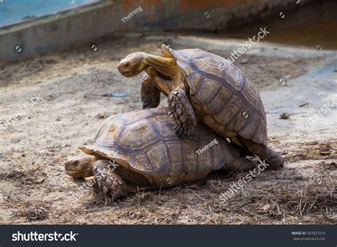 Happy Turtle Having Sex Stock Photo 507837019 Shutterstock