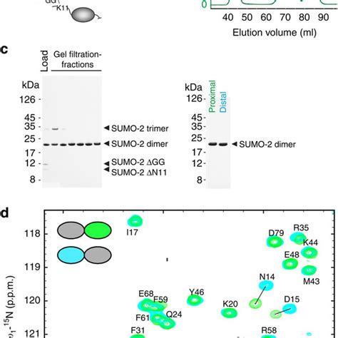 Preparation Of Segmentally Labelled Lys11 Linked Sumo 2 Dimers For Nmr Download Scientific