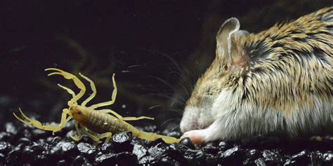 Mouse Is Numb To Scorpion Sting May Point Way To Better Painkillers