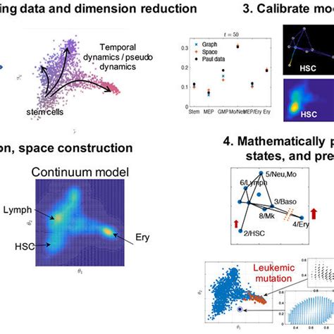 Figure A2 Pseudotime Dynamics The Homeostasis Cell Differentiation Download Scientific