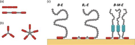 Multivalent Display Of Solid Binding Peptides Sbps A Linear Tandem Download Scientific