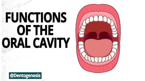 Oral Cavity Anatomy Functions And Dental Structure Explained Youtube