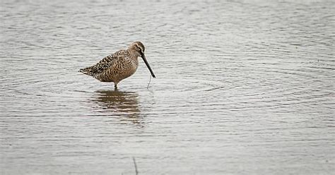 Fermilab Dowitchers Album On Imgur