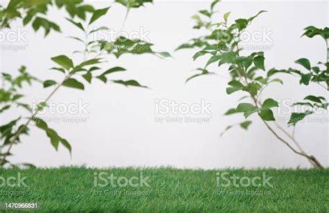 잔디 바닥 필드 테이블 탑 연단에는 나뭇가지 녹색 잎 흰색 공간 배경이 있습니다 미용 화장품 및 건강한 천연 제품 배치 받침대 플랫폼 스탠드 디스플레이 숲 또는 여름 개념