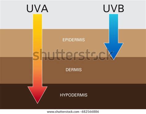 Skin Compare Protect Both Uva Uvb Stock Vector Royalty Free 682566886