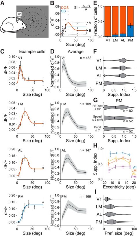 Unique Spatial Integration In Mouse Primary Visual Cortex And Higher Visual Areas Pmc