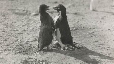 Explicit Penguins Sex Acts Were Kept Hidden Since 1910