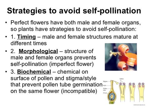 How Do Plants Avoid Self Pollination At Ryan Fitzsimons Blog