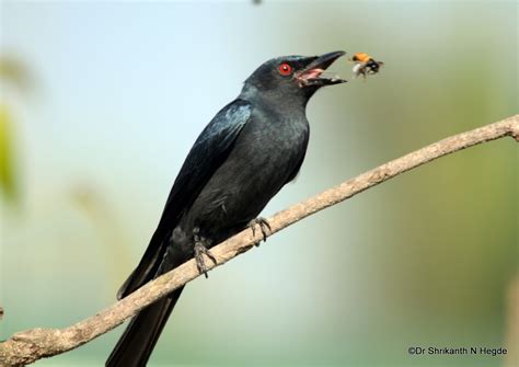 Drshrikanth Hegdes Photography Black Drango With Prey