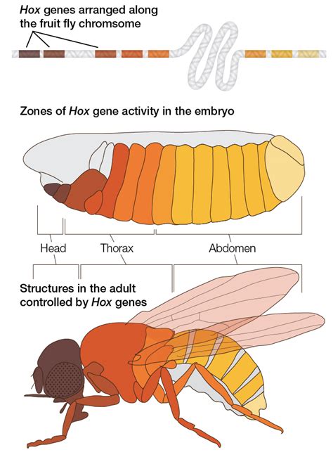 Homeotic Genes And Body Patterns