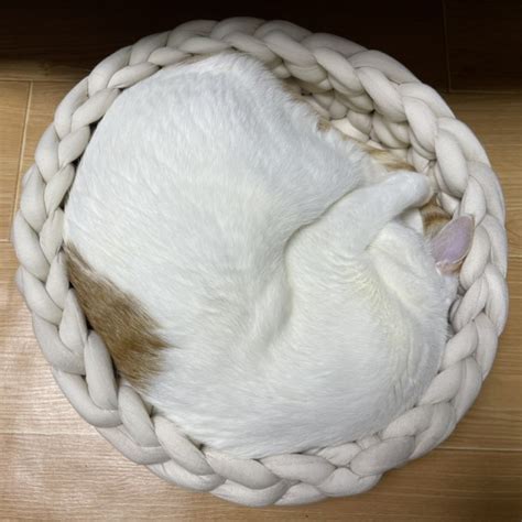 [내돈내산] Diy 자이언트얀 고양이 방석 만들기 핑거니팅 손뜨개 체험 솔직 후기 네이버 블로그