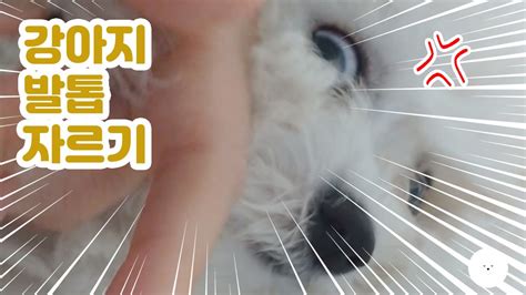 강아지 발톱 자르기 미니비숑~ Youtube