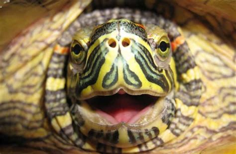 Red Eared Slider Ultimate Care Guide For Turtle Slider