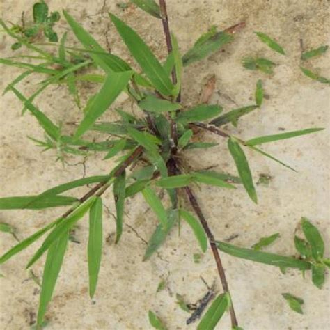 detecting only weeds instance segmentation dataset by quantum