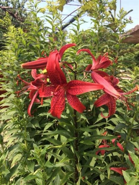 Выращивание лилий