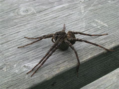 Spray For Dock Spiders At Shirley Mccormick Blog