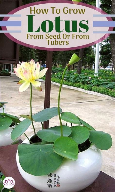 Growing Lotus 101 Container Water Gardens Lotus Plant Lotus Flower