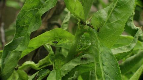 Ants On Peach Leaves Stock Footage Video Of Ruin Nature