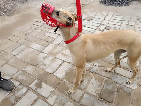 惠比特犬嘴套格惠口笼格力口罩防乱吃细狗灵缇犬哈士奇萨摩嘴套虎窝淘