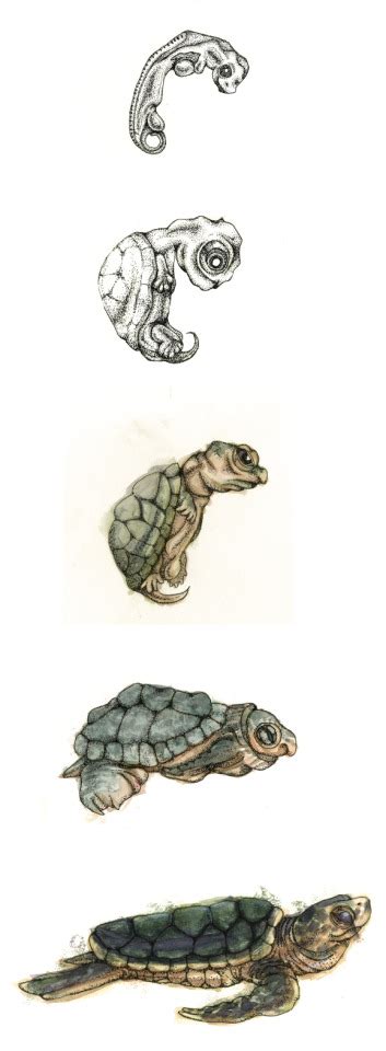 Sea Turtle Embryological Development Tumbex