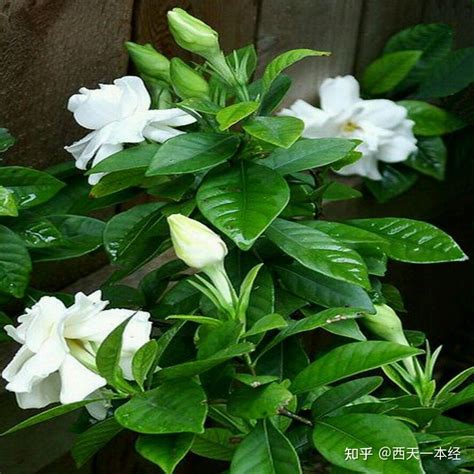 漫把琼姿傍翠钿，栀子花开满院香。 知乎