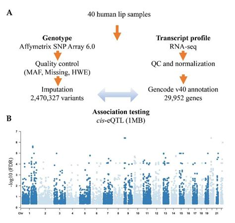 Cis Eqtl Analysis Of Lip Tissues From Nsclp Patients A Flowchart Of Download Scientific