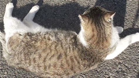 편의점 옆에 있는 치즈 고양이와 고등어 고양이 Youtube