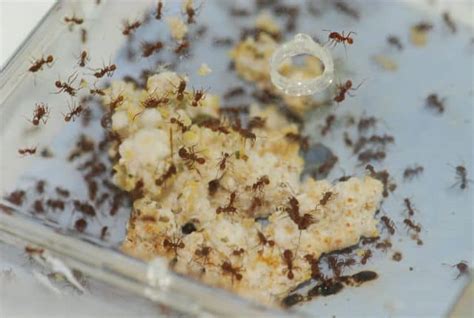 Top 10 Homemade Ant Killer Recipes Diy Ant Killers That Work Pest Hacks