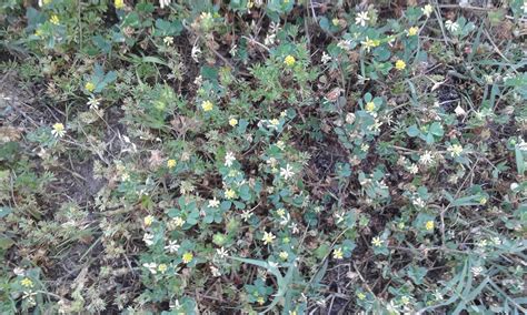 Ground Cover Flowering Weed With Prickers Walter Reeves The Georgia Gardener