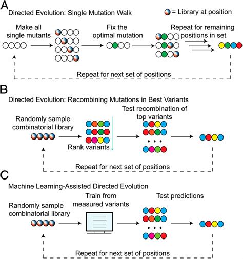 Machine Learning Assisted Directed Protein Evolution With Combinatorial