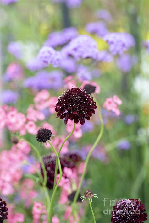 Scabiosa Atropurpurea Purple Flower In An English Garden Photograph By