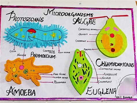 Microorganisms Model Science Exhibition Projects Microorganisms Model