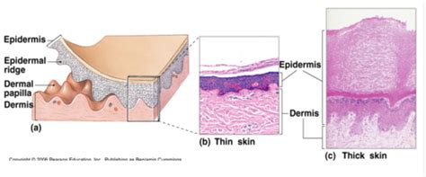 CHAPTER 6 INTEGUMENTARY SYSTEM Flashcards Quizlet