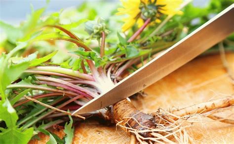 В 100 раз эффективнее химиотерапии Трава которая убивает раковые клетки в течение 48 часов