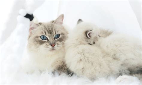 고양이종류랙돌 고양이 성격 및 특징 알아봐요