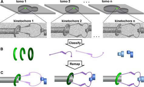 Structural Cell Biology Of Floppy Complexes This Schematic Shows How A