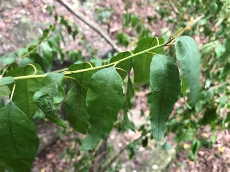 Monococcus Echinophorus From Mount Whitestone Qld 4347 Australia On June 29 2023 At 09 53 Am