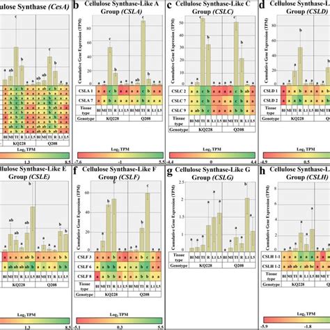 Cumulative And Isoform Specific Expression Of Gene Families Associated Download Scientific