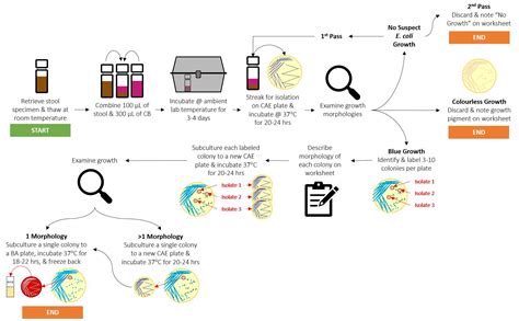 Isolation Of Suspect Commensal Escherichia Coli From Human Stool Specimens