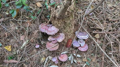 자연이 준 선물 Youtube