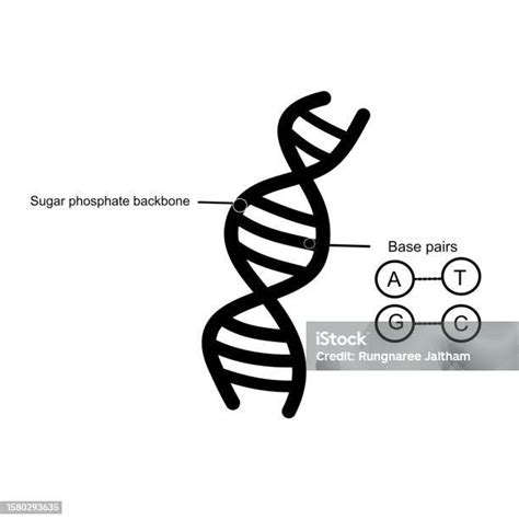 중요한 구성 요소를 나타내는 Dna 구조 설탕 인산염 골격 및 상보적인 염기쌍 0명에 대한 스톡 벡터 아트 및 기타 이미지 Istock